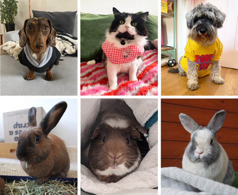 Pet Pals – Lazy Oaf